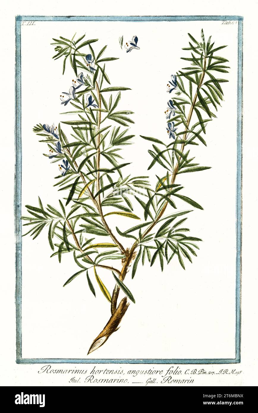 Old illustration of Rosmarinus officinalis (Rosemary). By G. Bonelli on ...