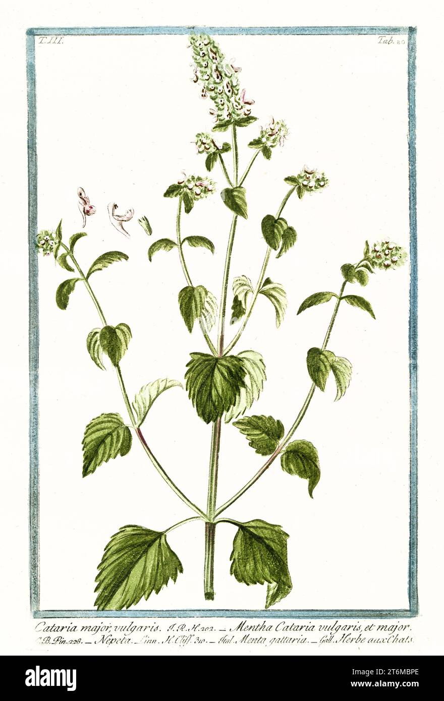 Drawing of catmint hi-res stock photography and images - Alamy