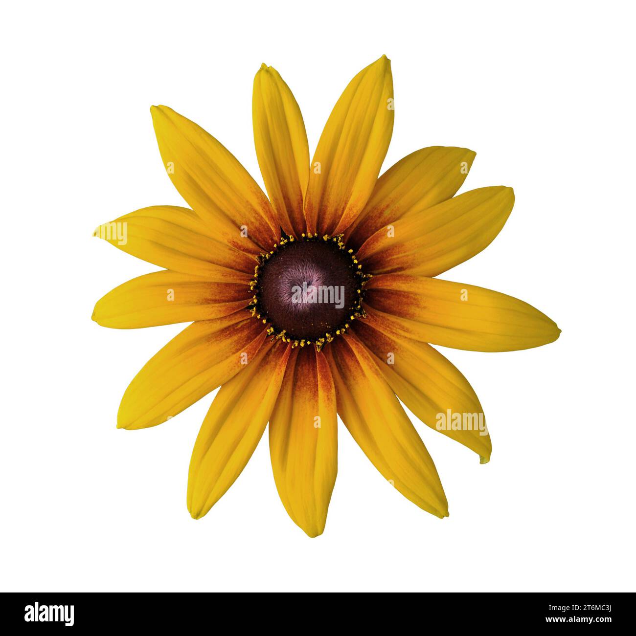 Parrot coneflower hi-res stock photography and images - Alamy