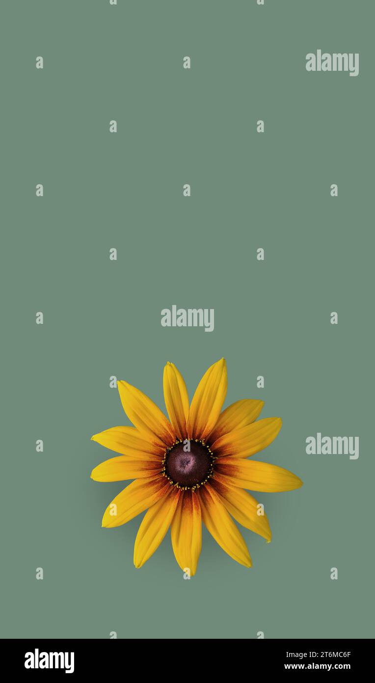 Echinacea 'Parrot' coneflower, Echinacea 'Funky yellow' flower ring ...