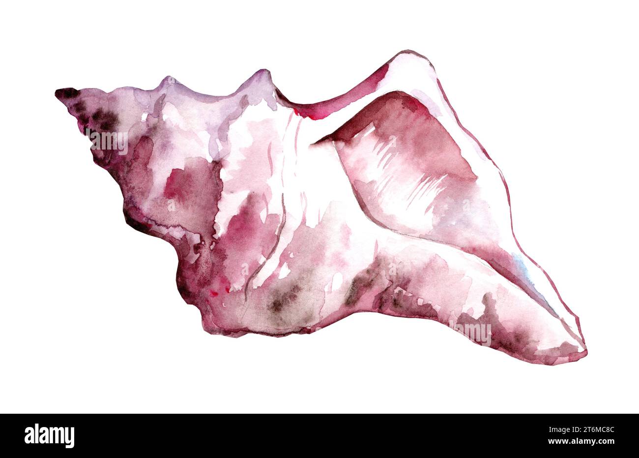 Watercolor Seashell. Hand drawn illustration of Mollusk on isolated ...