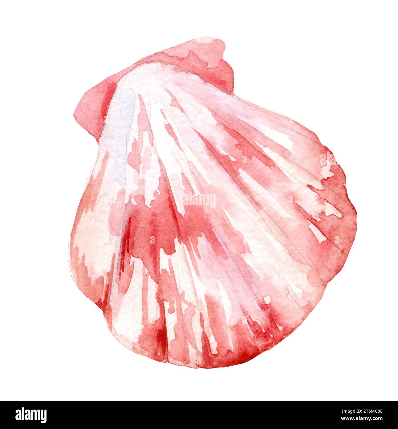 Watercolor Seashell. Hand drawn illustration of Scallop on isolated ...
