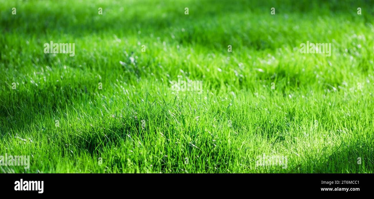 Field overgrown grass in hi-res stock photography and images - Alamy