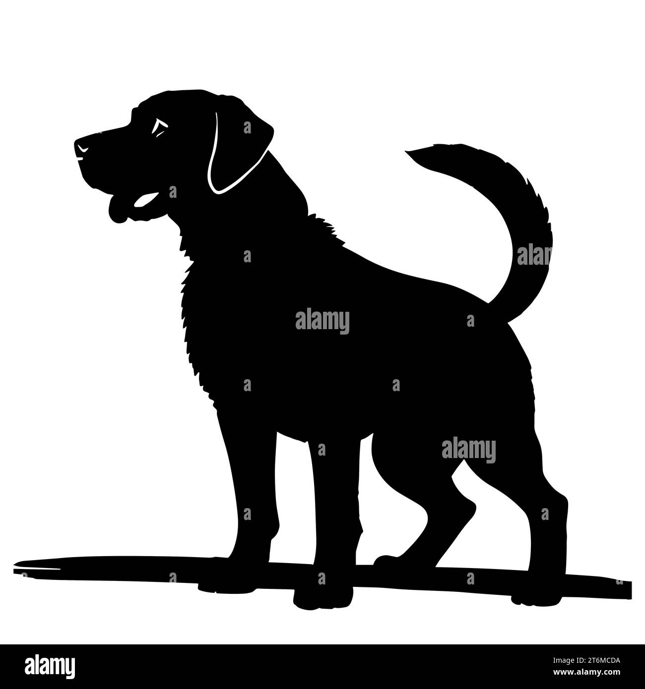 black and white Labrador Retriever, a breed known for its friendly and ...