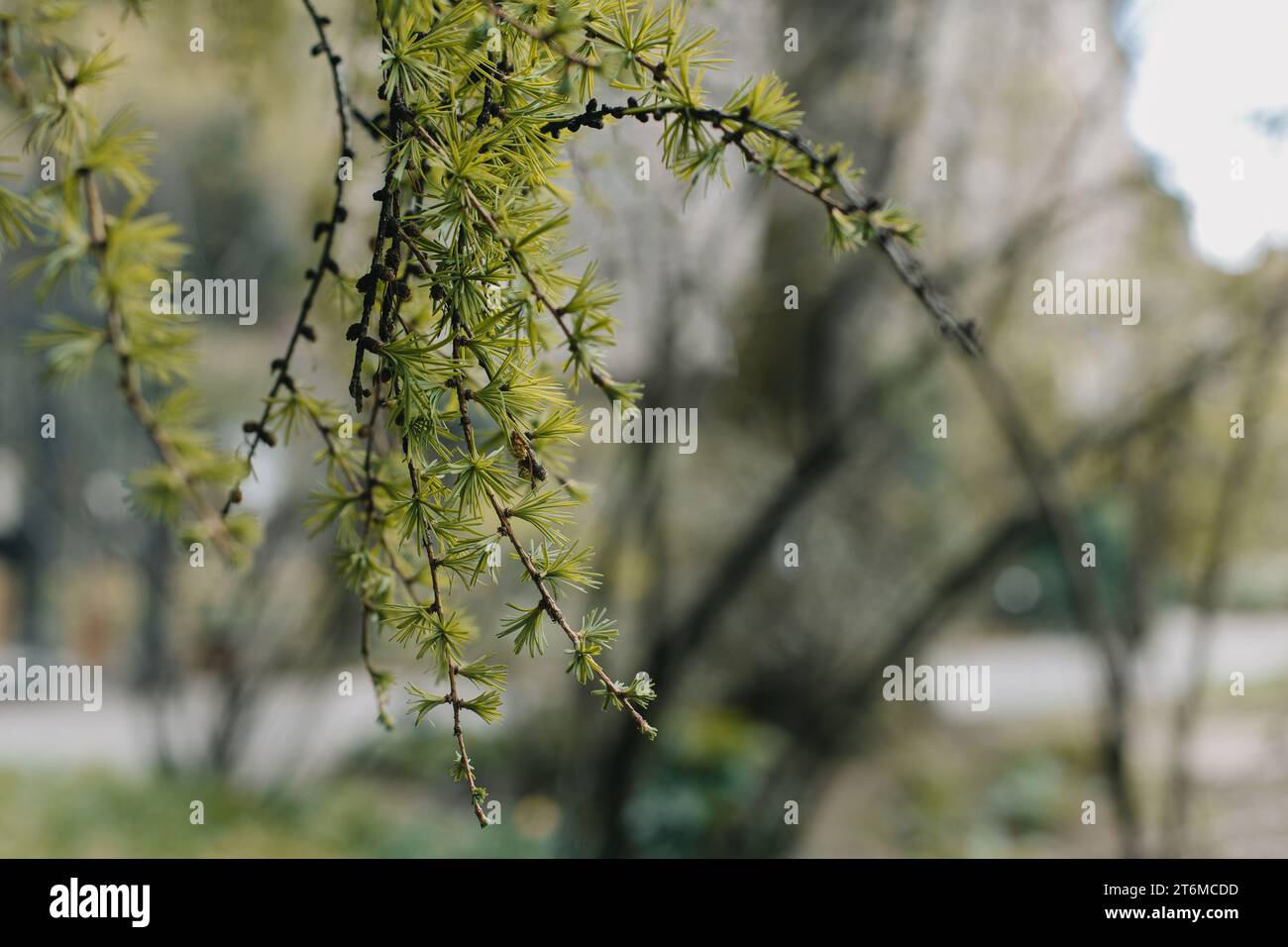 Fluffy fresh branches of larch. Close-up. Selective focus Stock Photo ...
