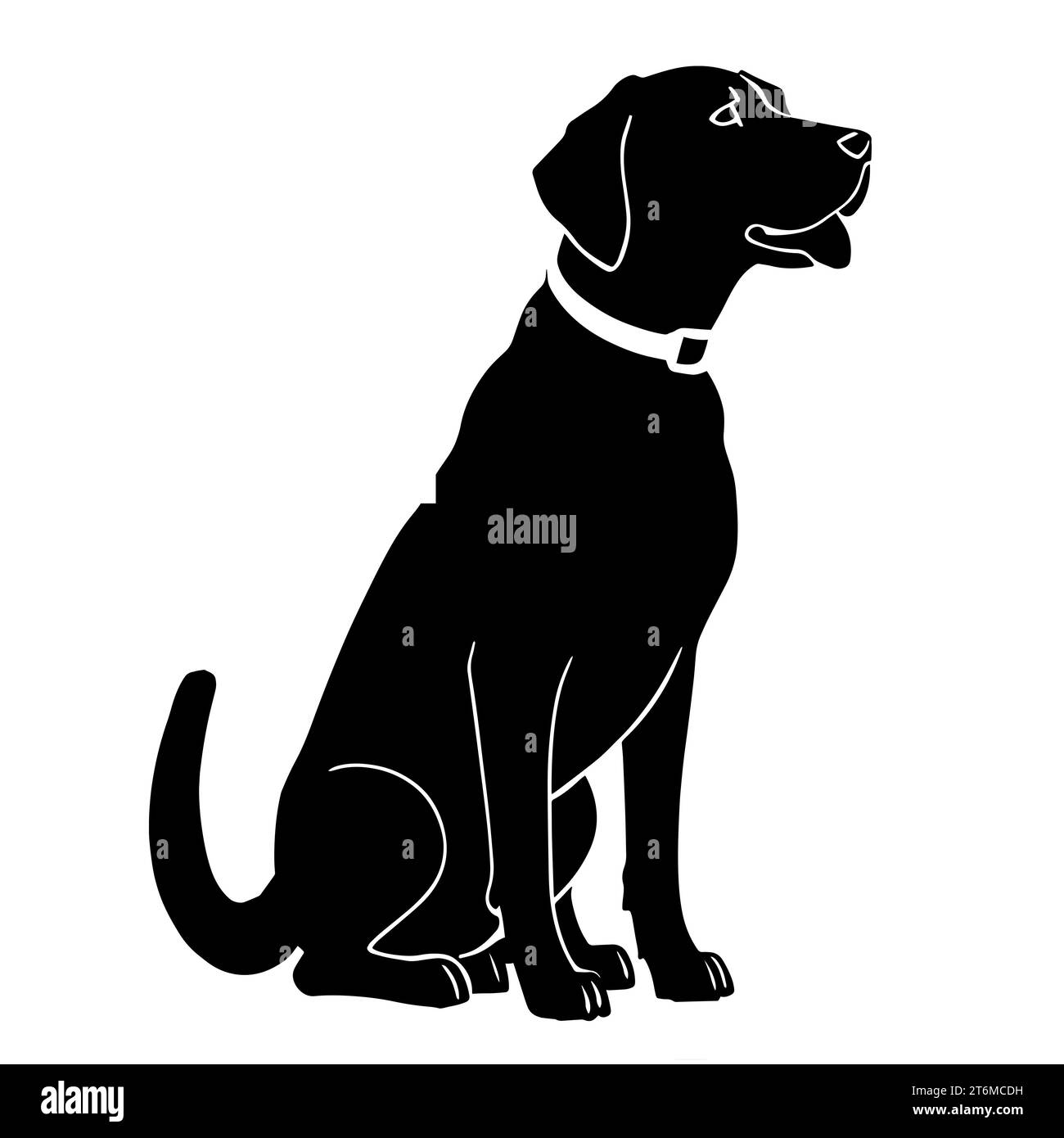 black and white Labrador Retriever, a breed known for its friendly and ...