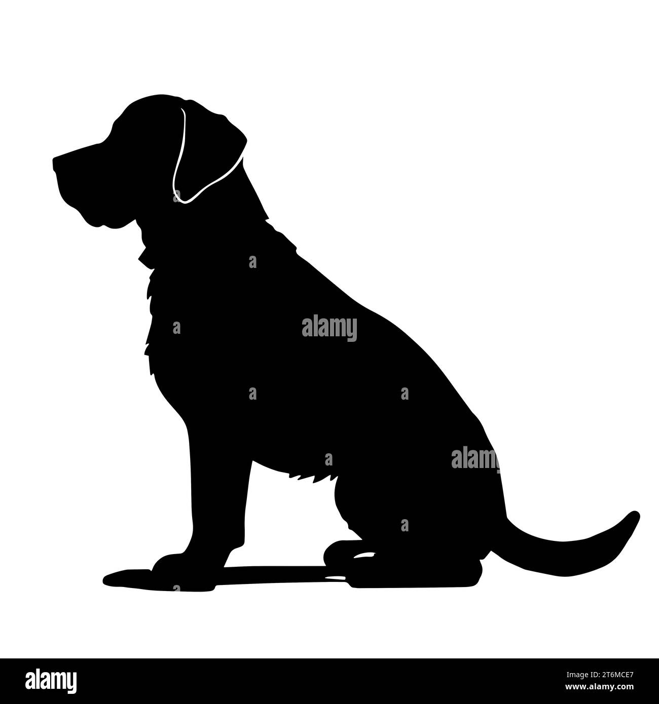 black and white Labrador Retriever, a breed known for its friendly and ...