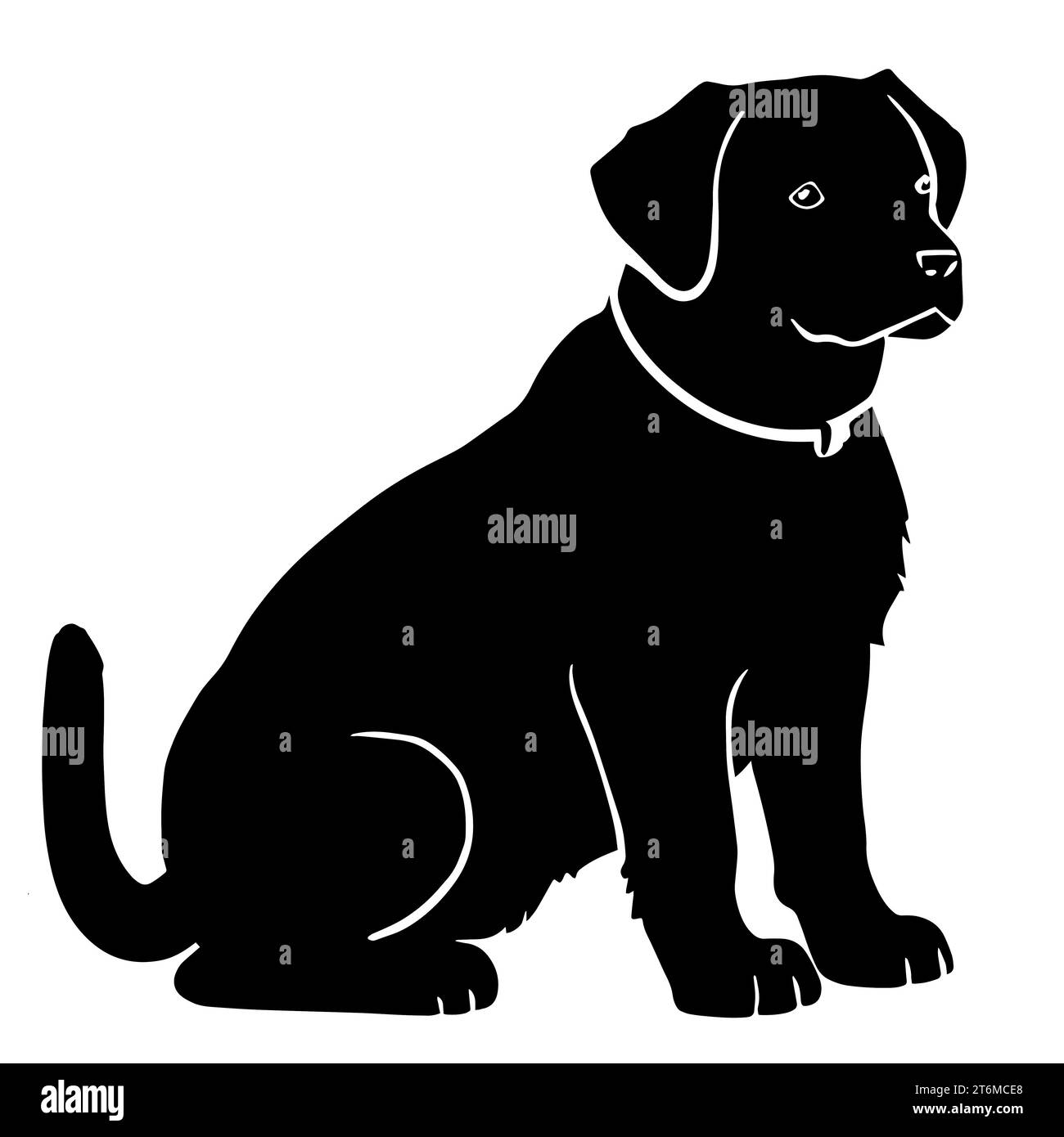 black and white Labrador Retriever, a breed known for its friendly and ...