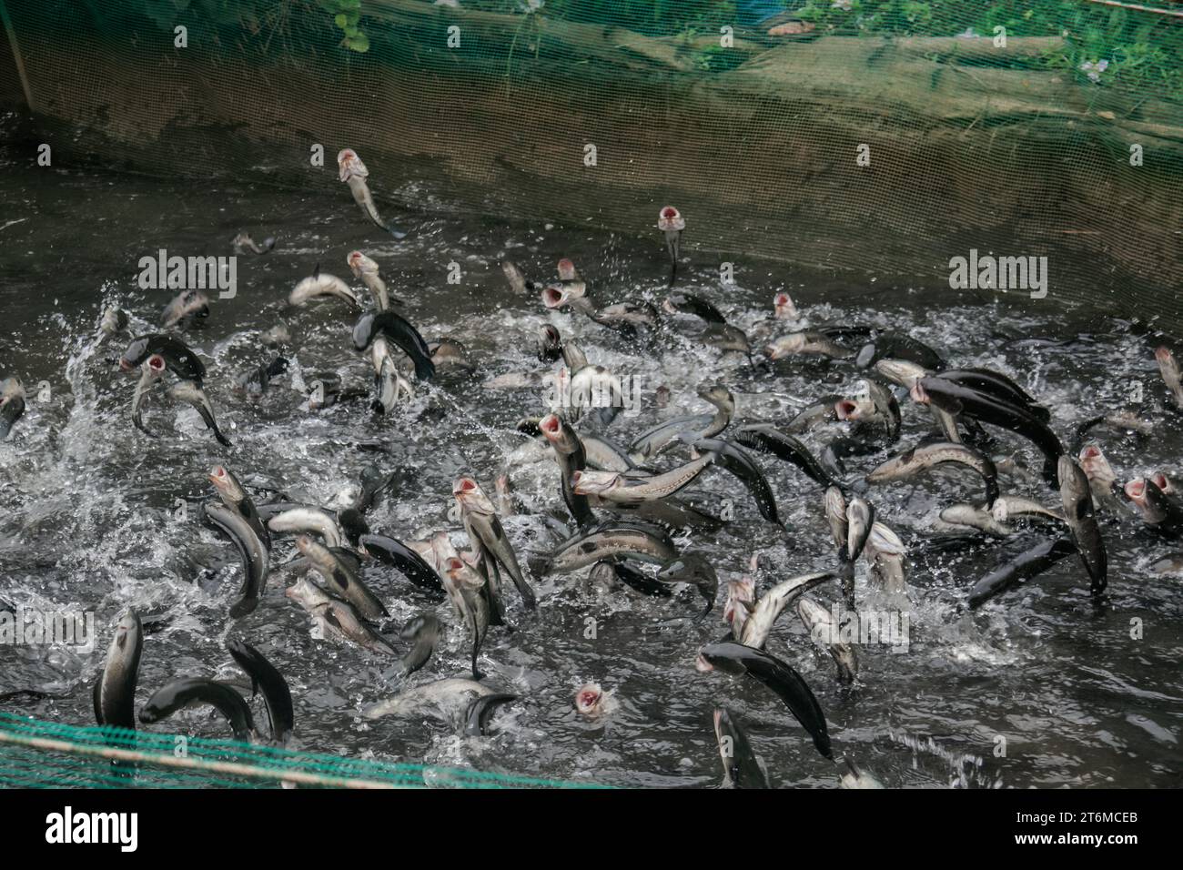 Flying fish, Vietnam, Southeast Asia Stock Photo - Alamy