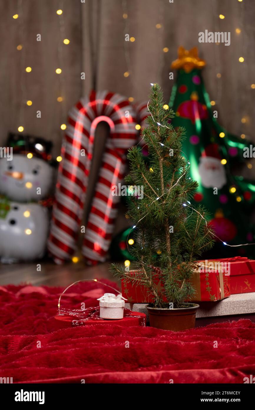 Living christmas tree in pot hi-res stock photography and images - Alamy