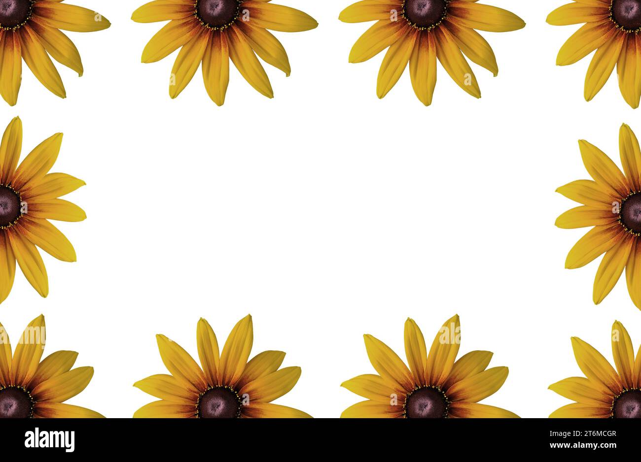 Echinacea 'Parrot' coneflower, Echinacea 'Funky yellow' flower ring ...