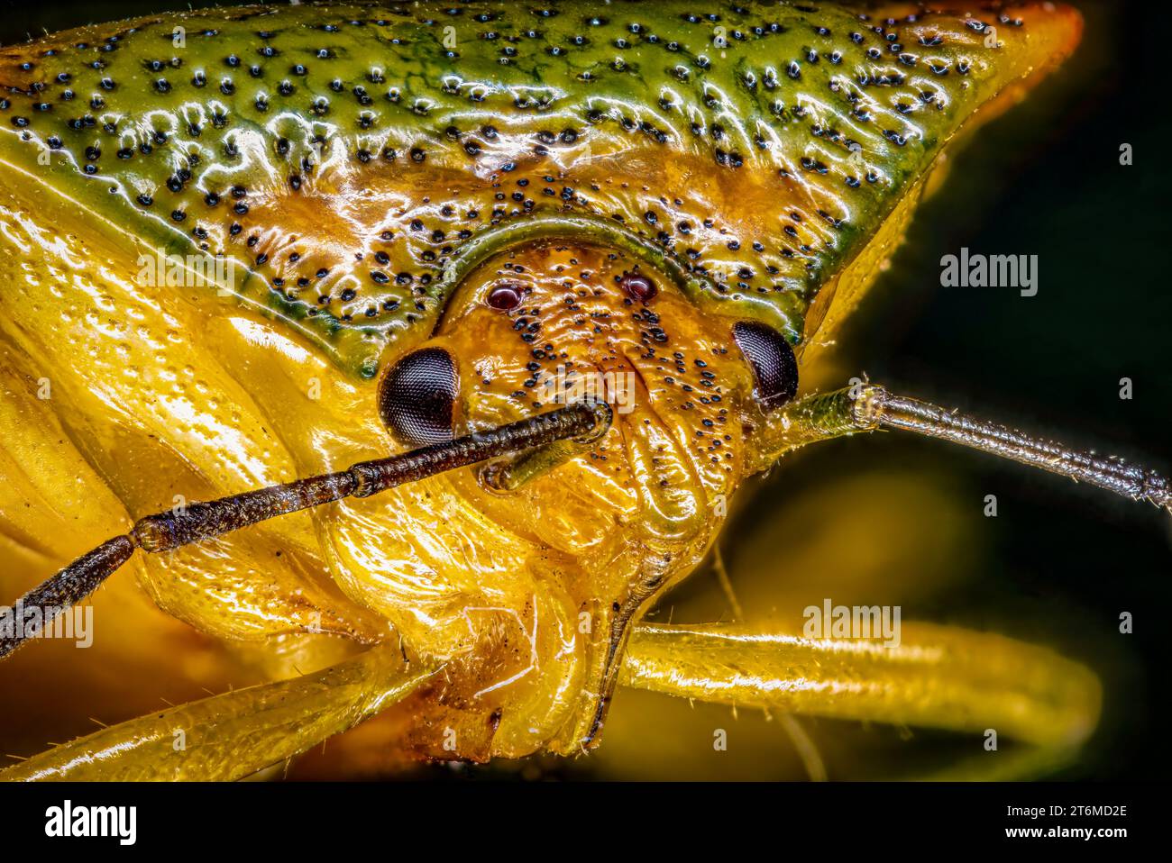 Little spotty shield beetle hi-res stock photography and images - Alamy