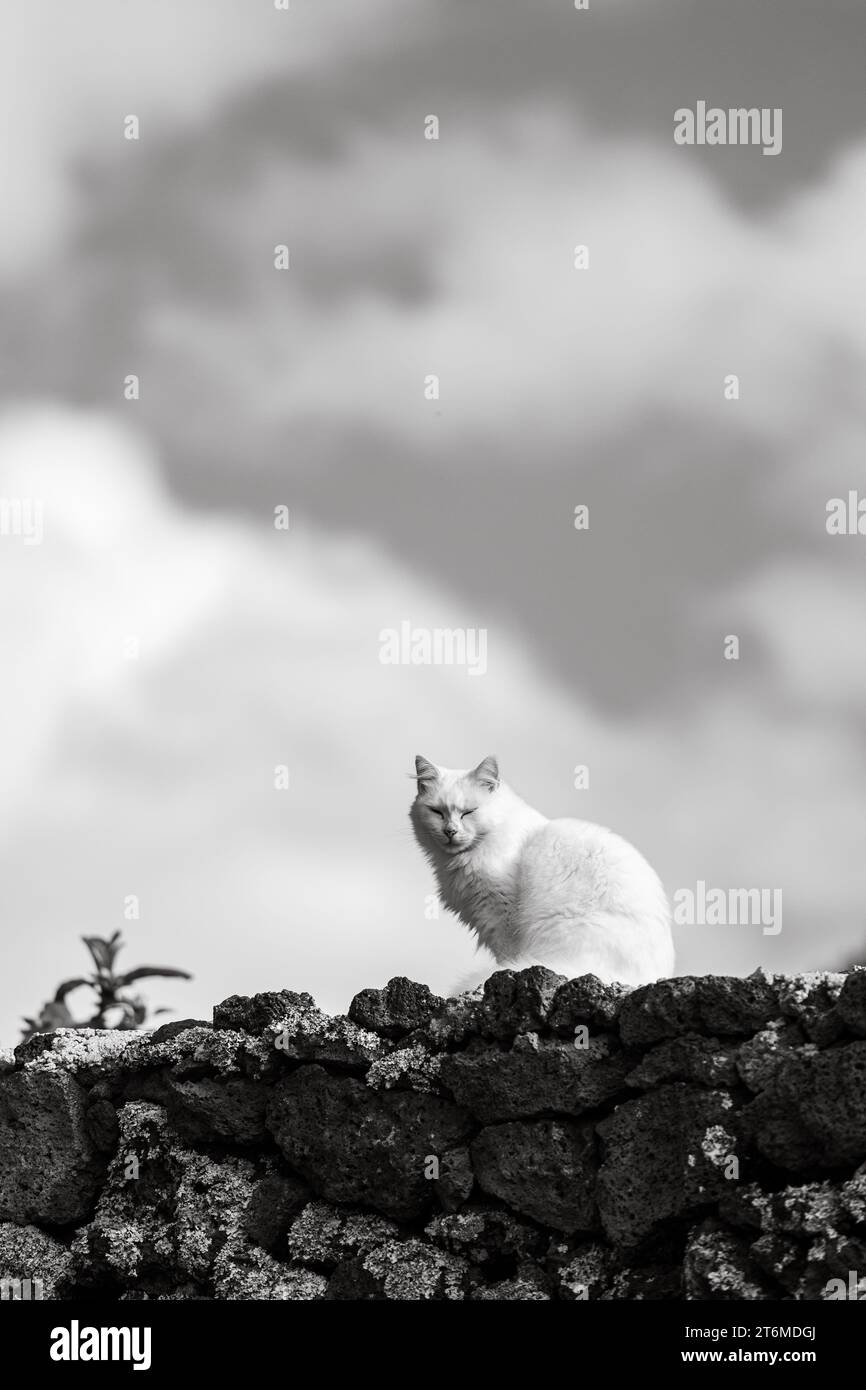 Cute white cat, outdoors in nature Stock Photo - Alamy