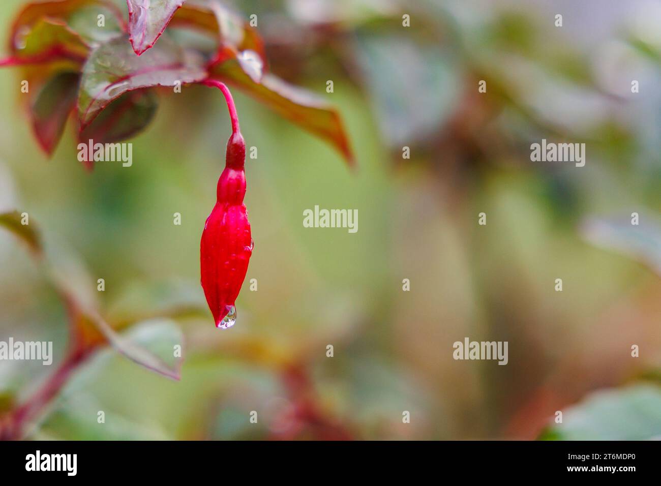 Flower photo in nature, close with details Stock Photo - Alamy