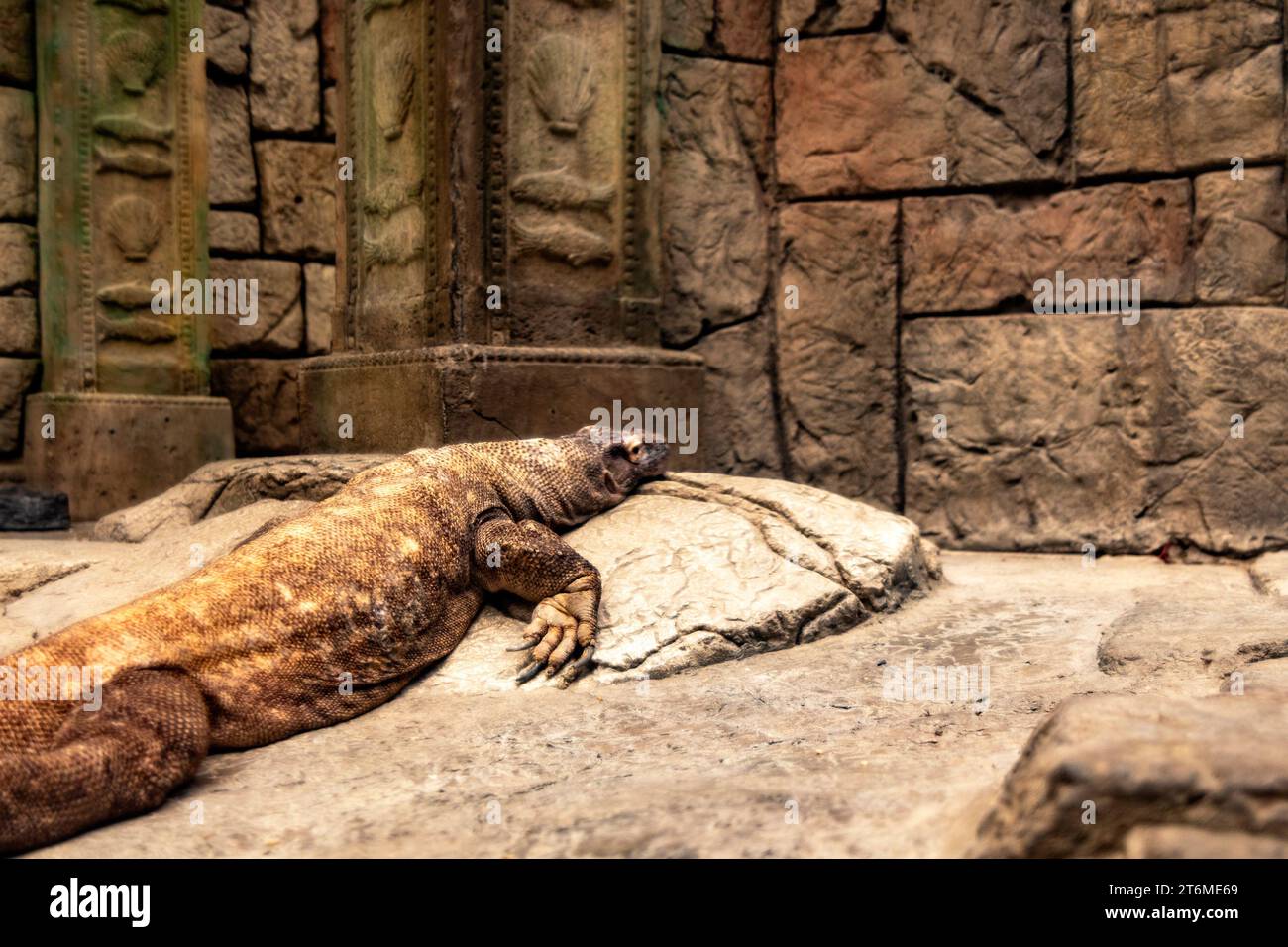 Photograph of a specimen of Komodo dragon, also called Komodo monster ...