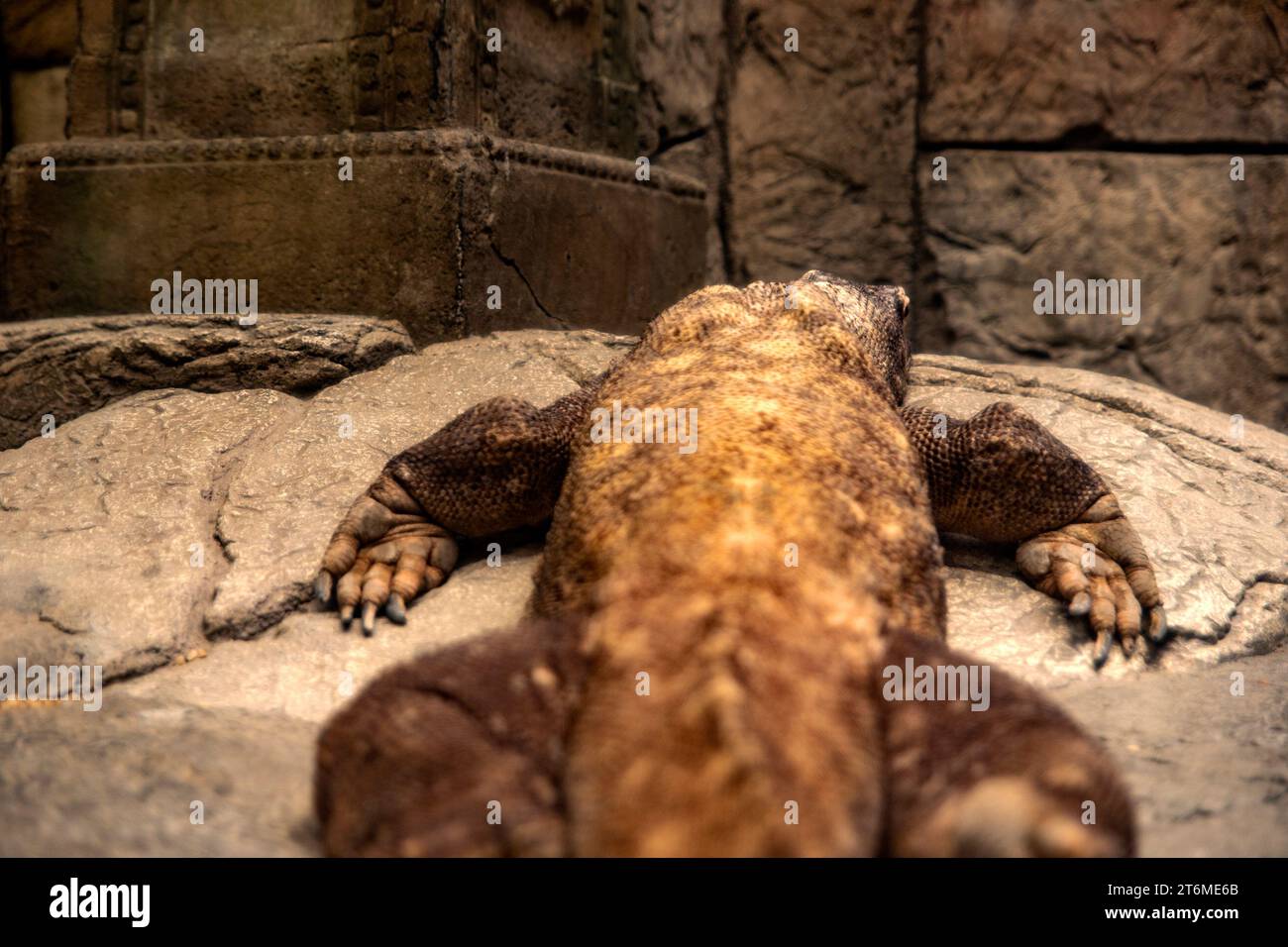 Photograph of a specimen of Komodo dragon, also called Komodo monster ...