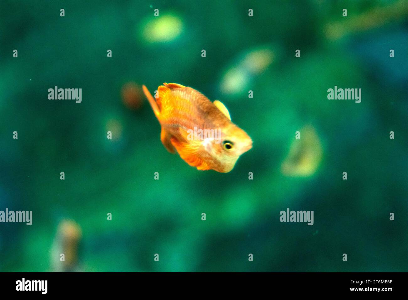 A tropical fish from the Shark Reef Aquarium at Mandalay Bay Resort and ...