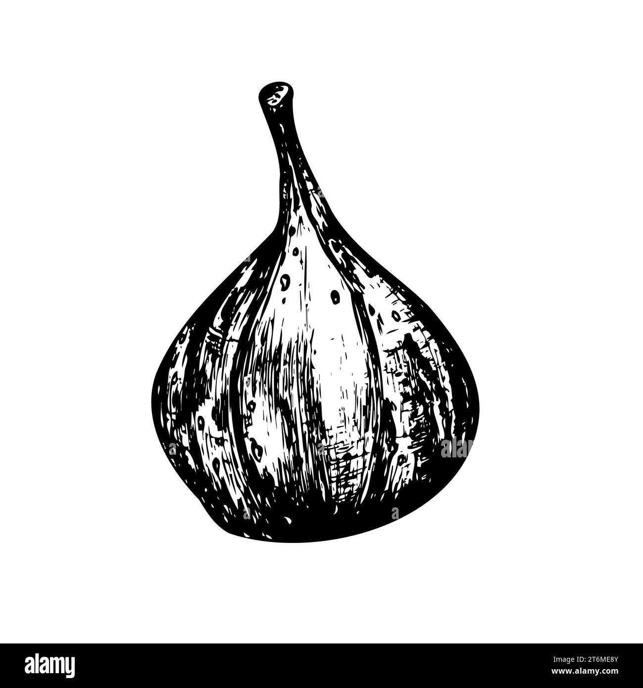 Hand-drawn black and white ink illustration. Fresh, ripe fig. Vector ...