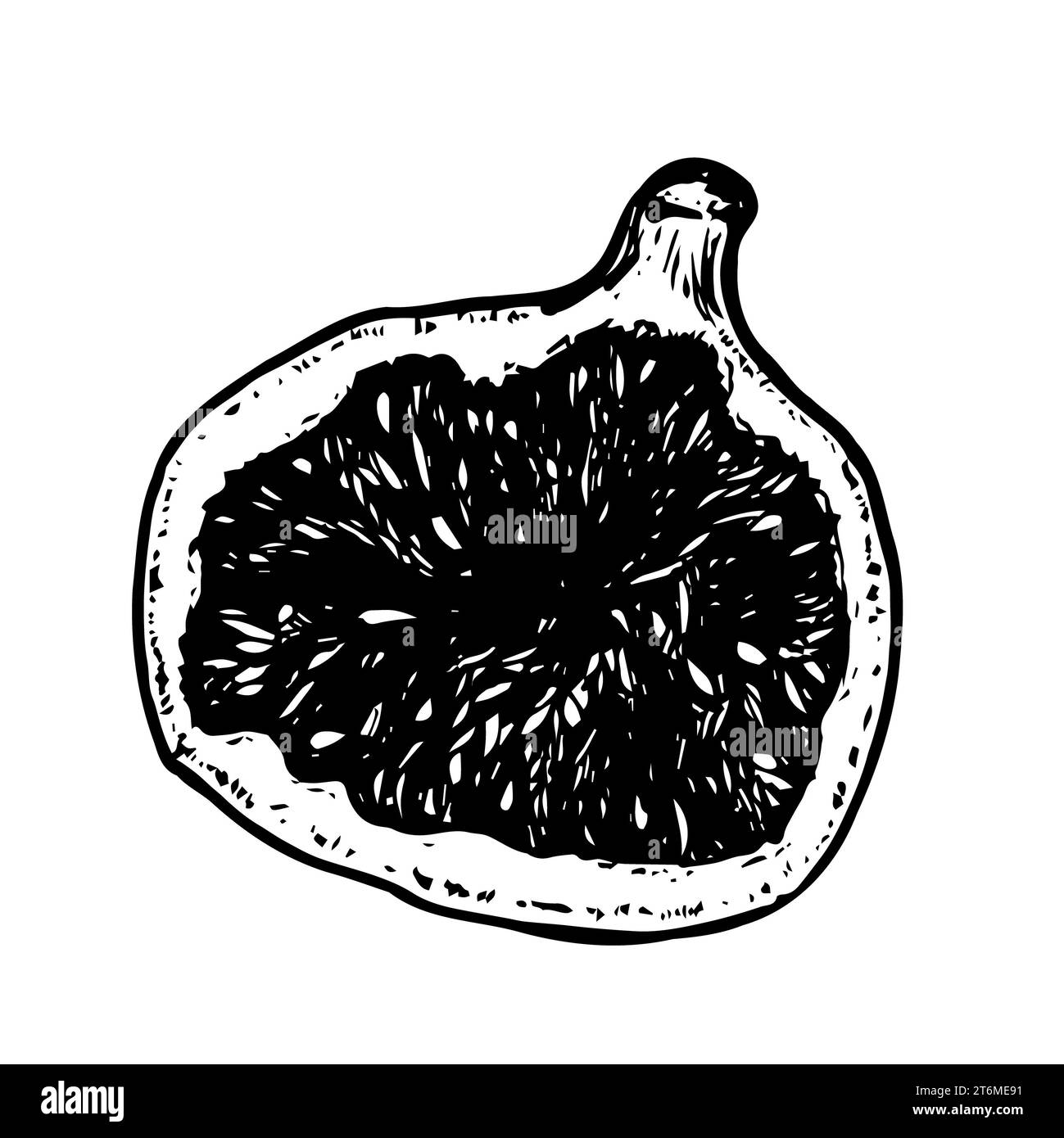 Hand-drawn black and white ink illustration. A half of fresh, ripe fig ...