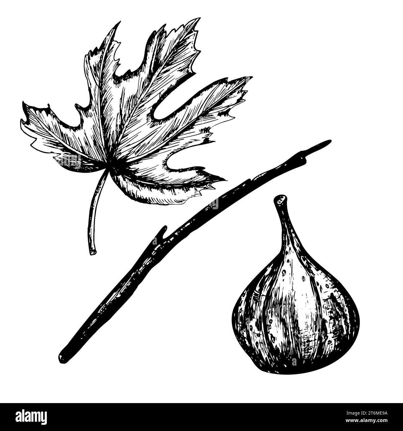 Hand-drawn black and white ink illustration. Fresh, ripe fig, a leaf and a branch. Vector ...
