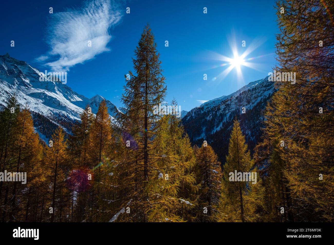The autumn colors of the larches Stock Photo - Alamy