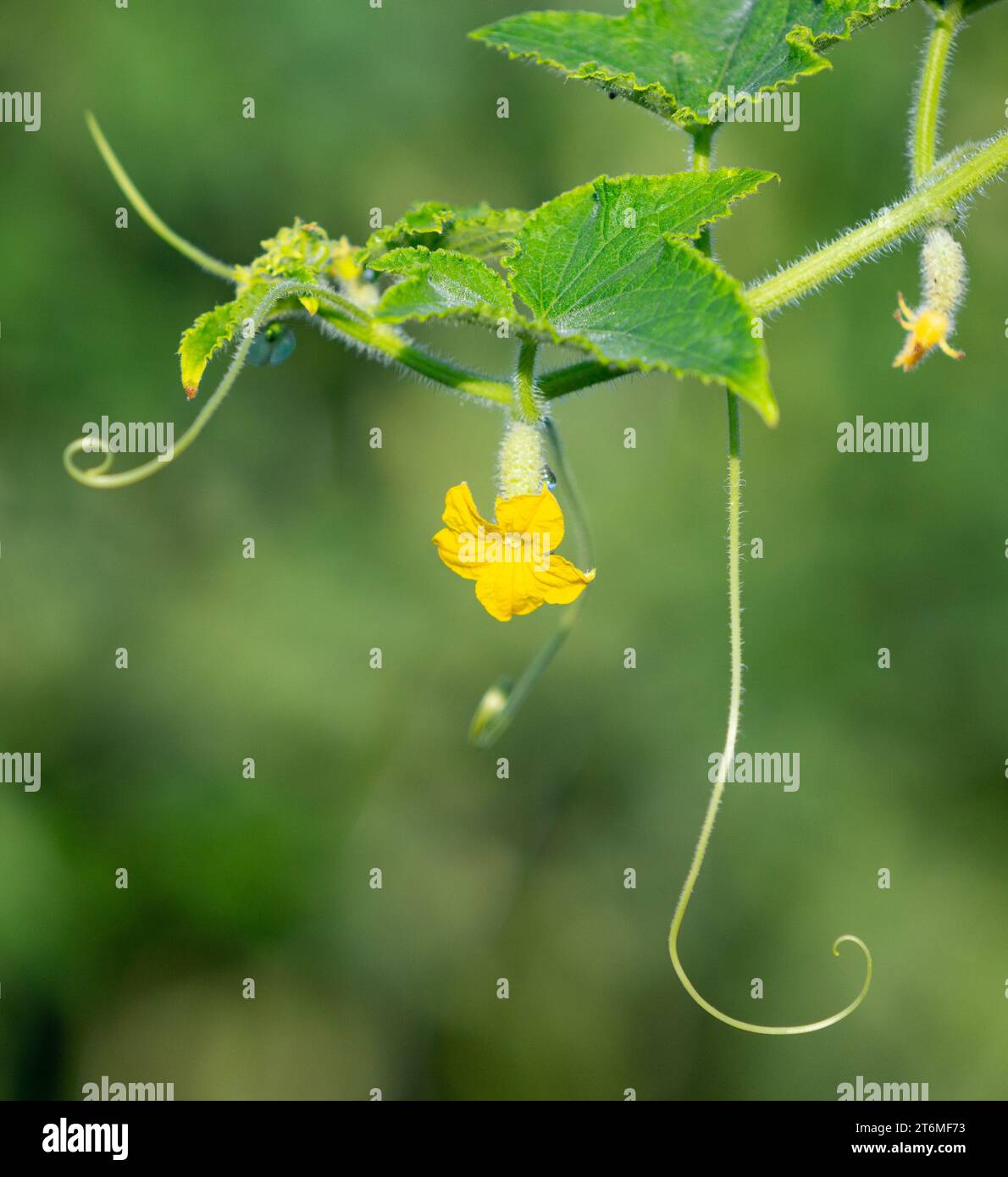Cucumber flower hi-res stock photography and images - Alamy