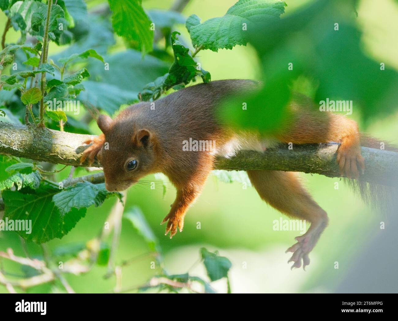 Deutschland - Natur - Tier Nagetier Eichhörnchen - Sciurus vulgaris ...