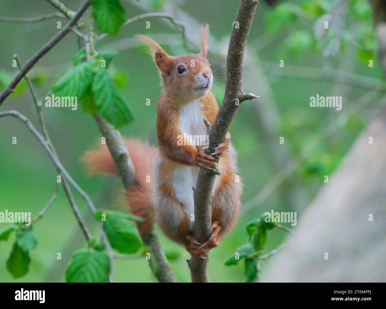 Deutschland - Natur - Tier Nagetier Eichhörnchen - Sciurus vulgaris ...