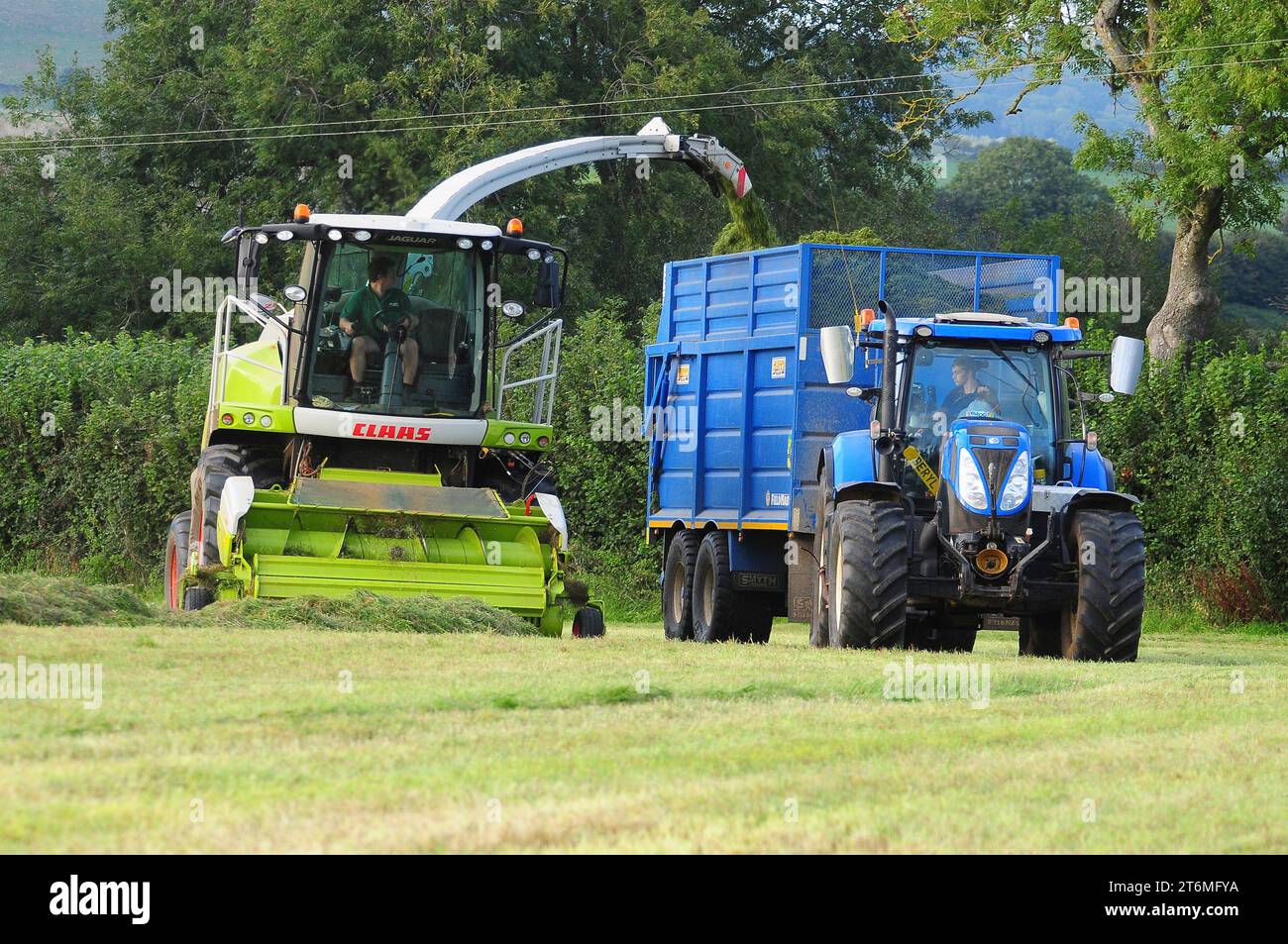 Forage harvester collecting silage on a Dorset hillside Stock Photo - Alamy