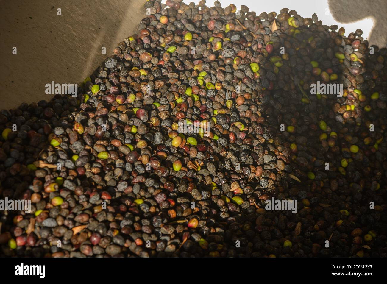olives in a bin at an olive oil pressing plant Stock Photo - Alamy