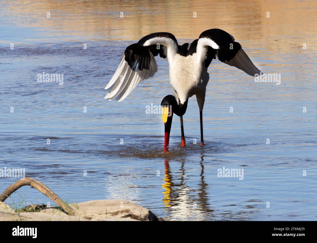 Saddle-billed Storks have large territories along permanent water ...