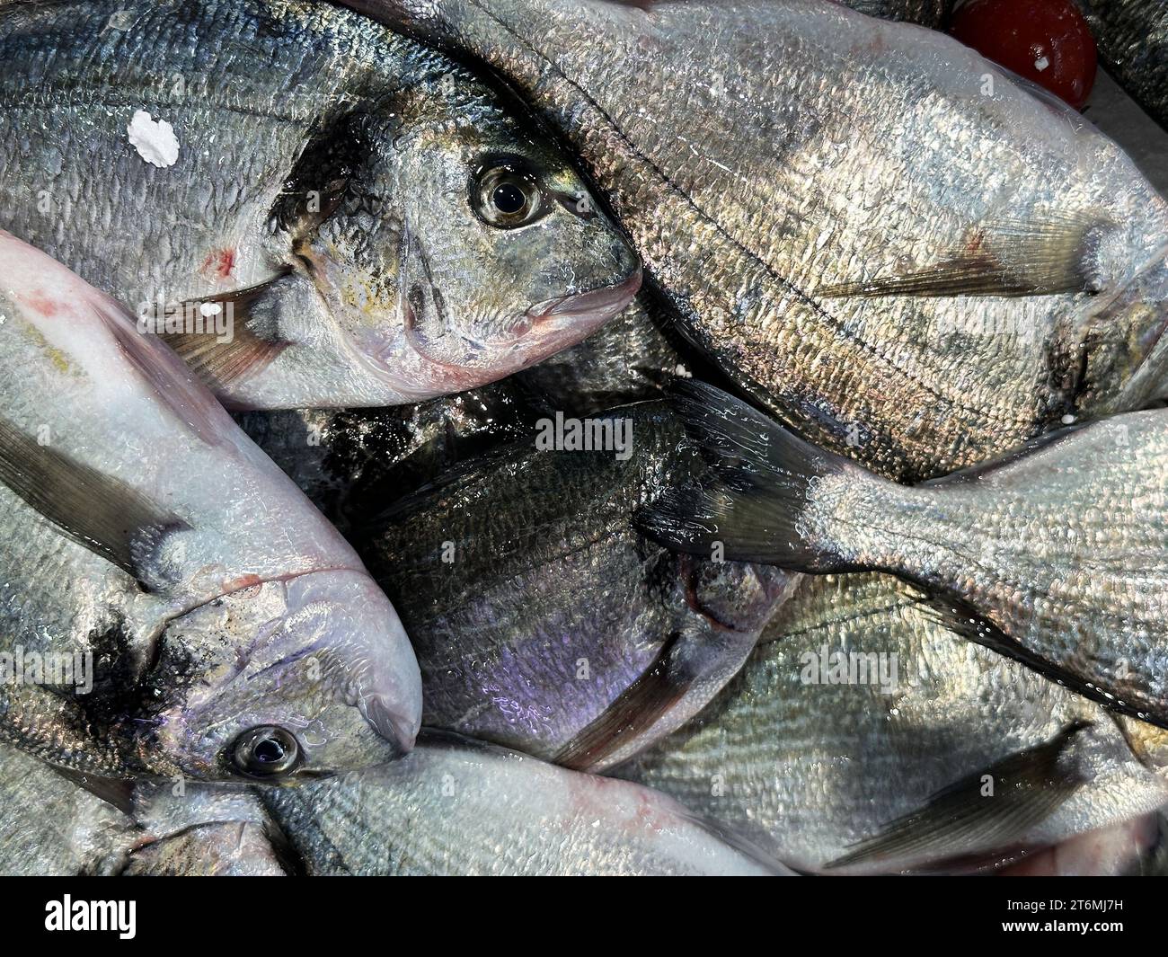 Texture of many cooled fishes in the ice. Retail food store details and ...