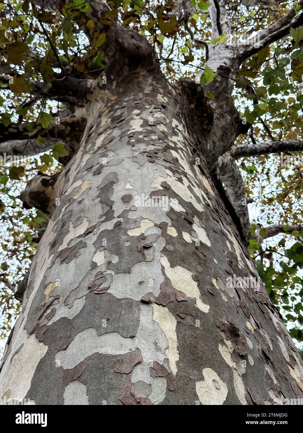 Bottom view of a high sycamore tree with big crown with many leaves and ...