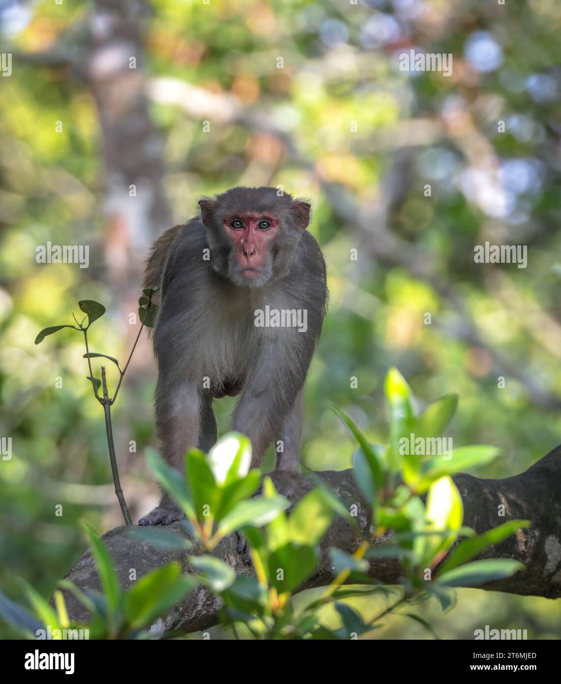 Rhesus macaques monkey.this photo was taken from Koromjol Eco Tourism ...