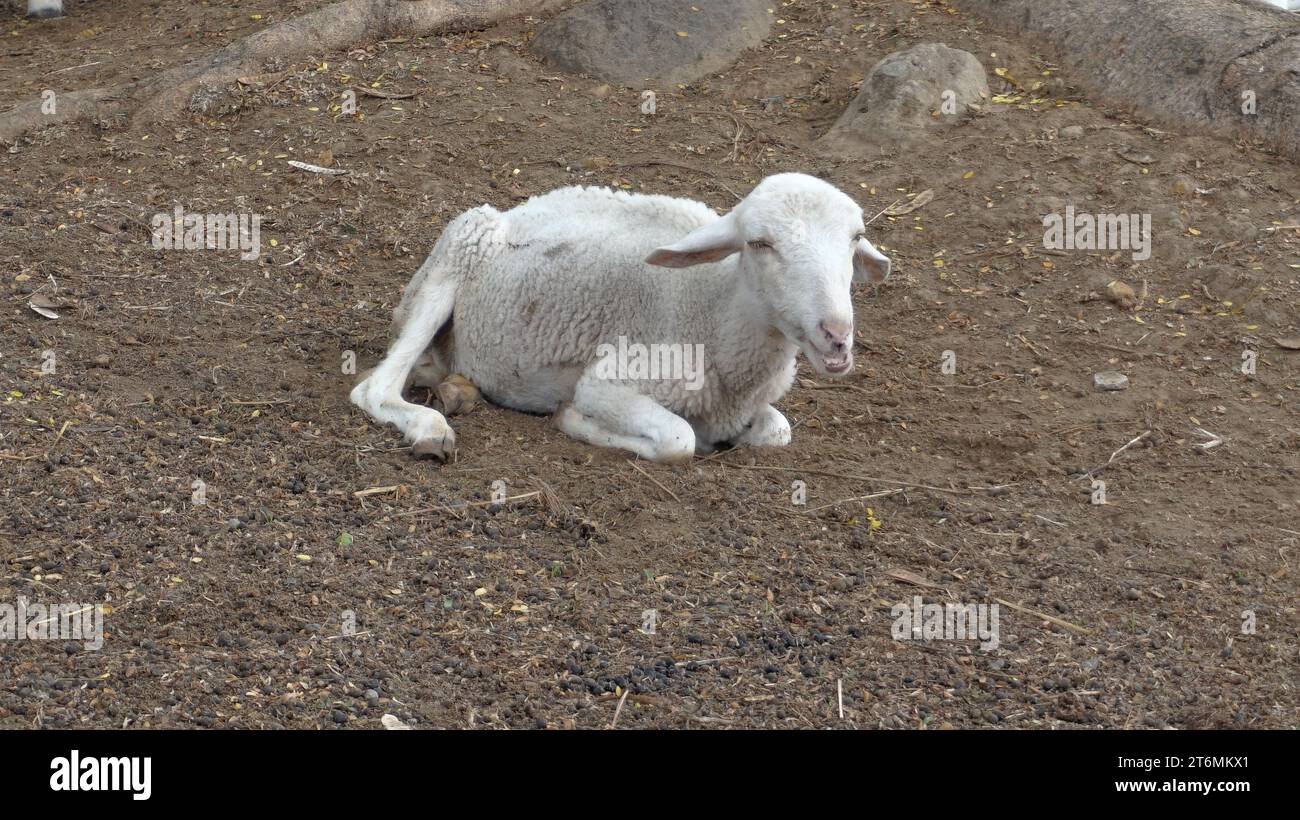 white goat with thick hair Stock Photo - Alamy