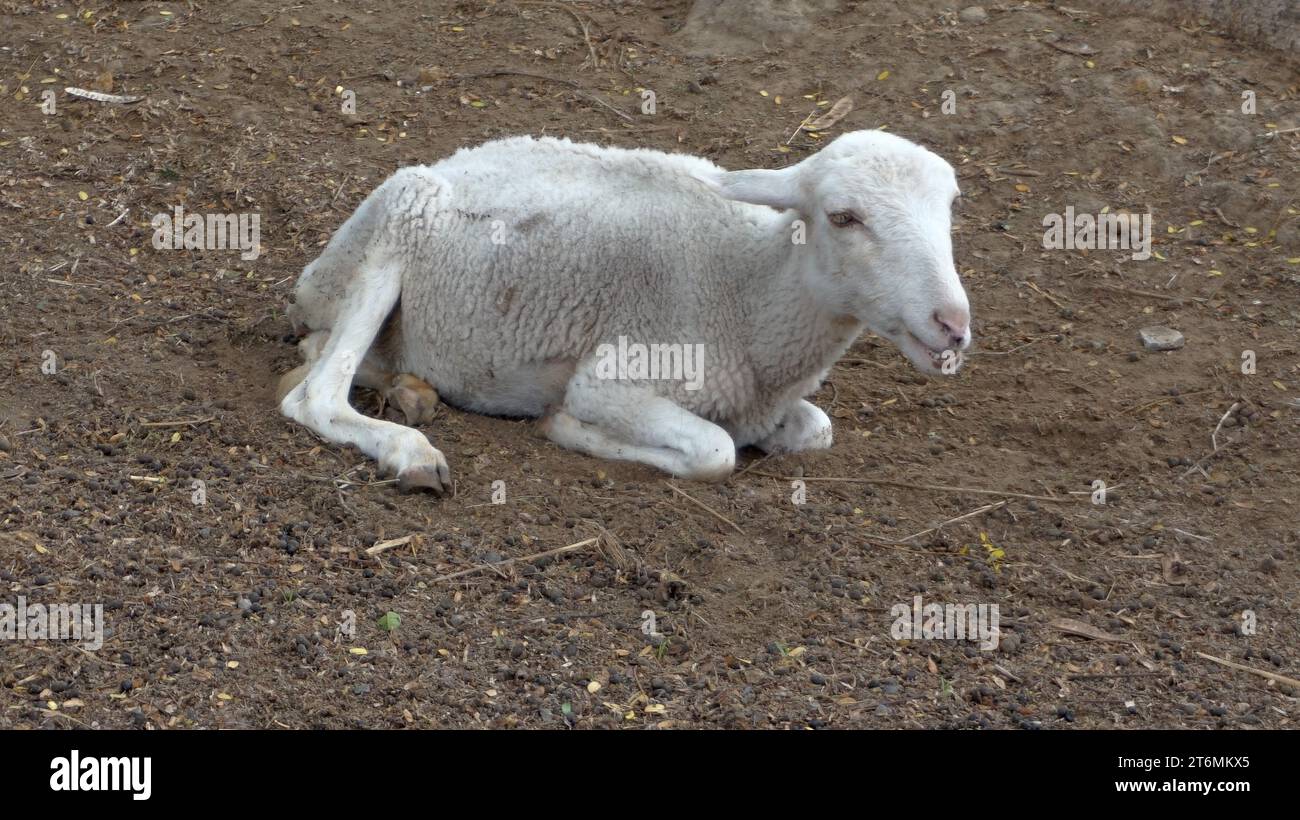 white goat with thick hair Stock Photo - Alamy