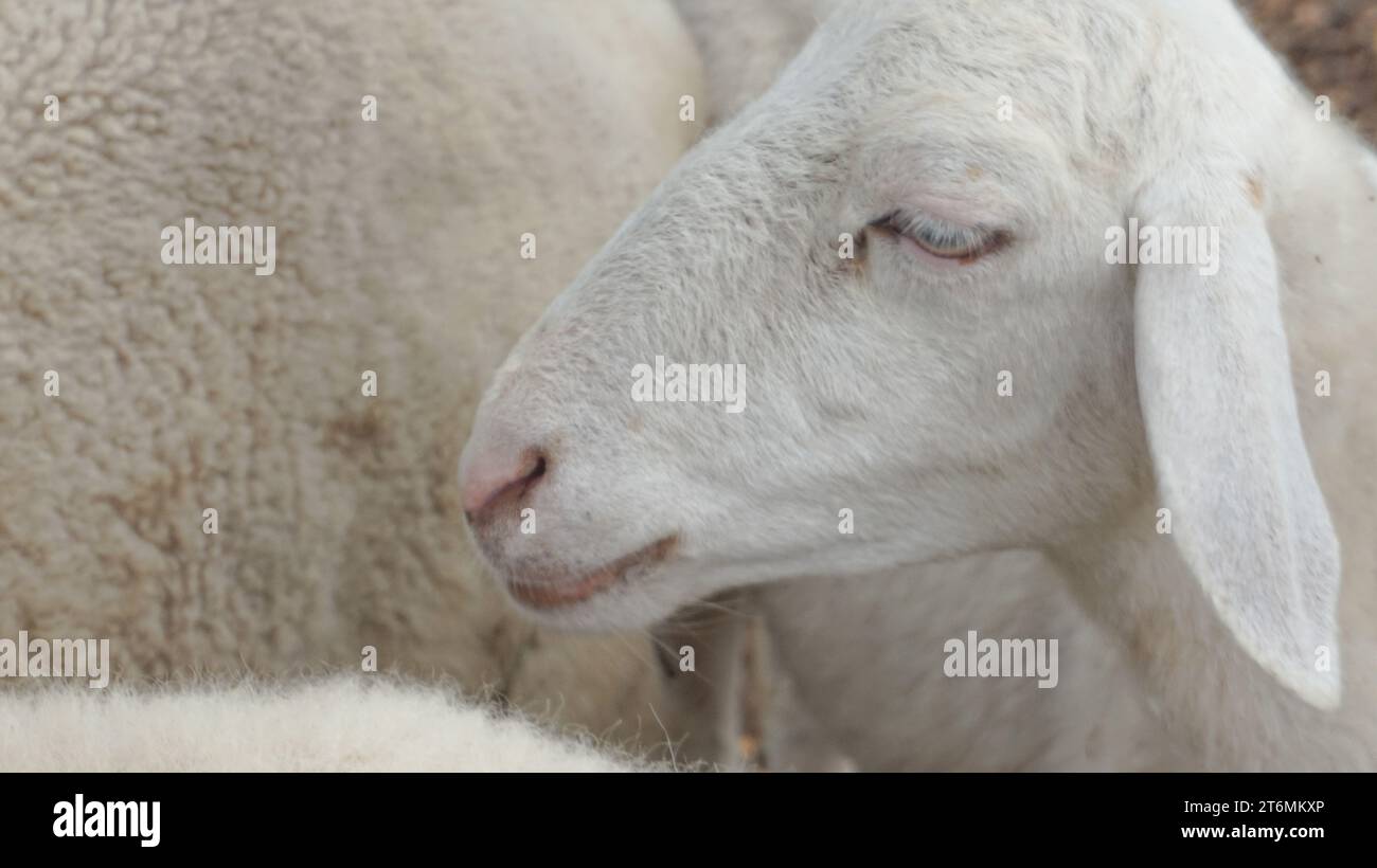 white goat with thick hair Stock Photo - Alamy