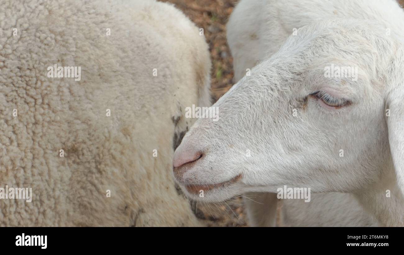 white goat with thick hair Stock Photo - Alamy