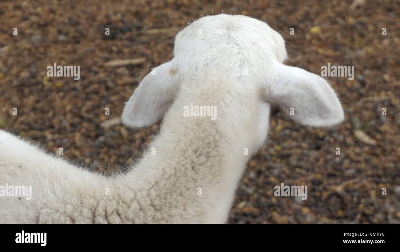 white goat with thick hair Stock Photo - Alamy