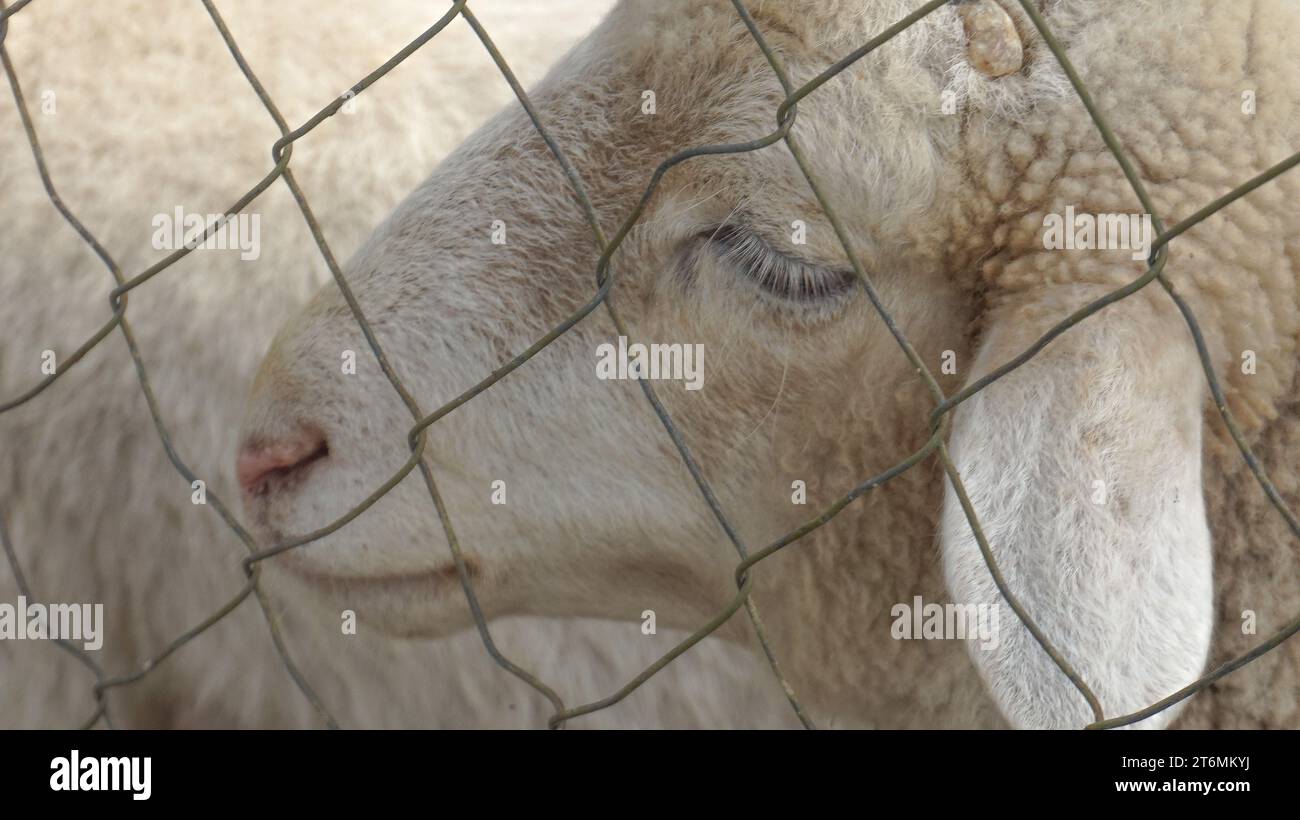 white goat with thick hair Stock Photo - Alamy