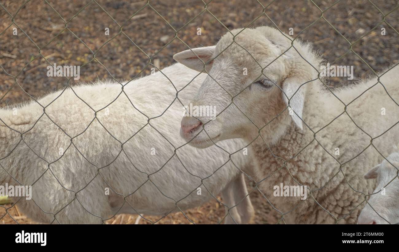 white goat with thick hair Stock Photo - Alamy
