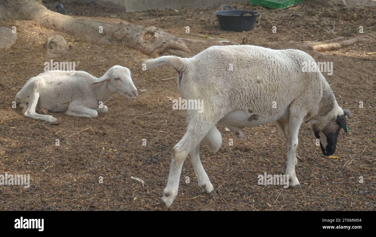 white goat with thick hair Stock Photo - Alamy