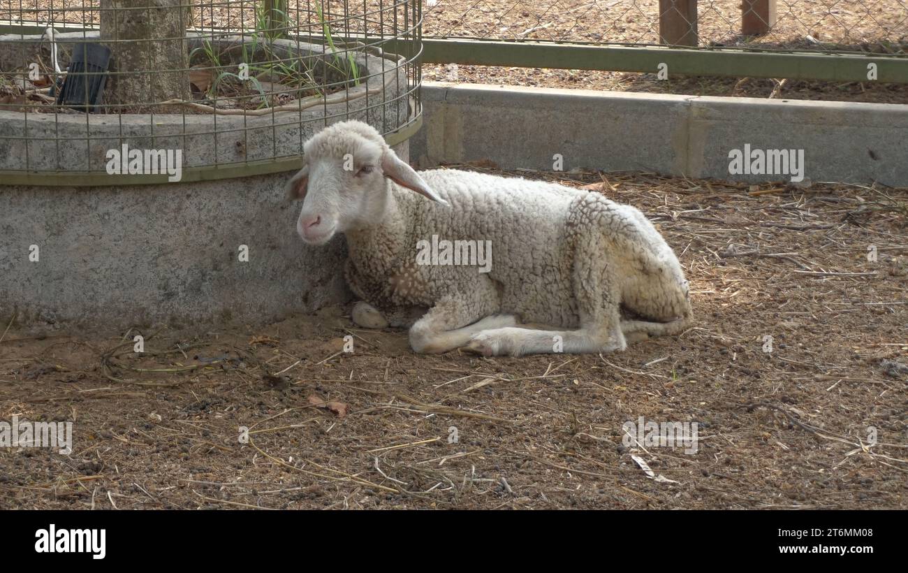 white goat with thick hair Stock Photo - Alamy