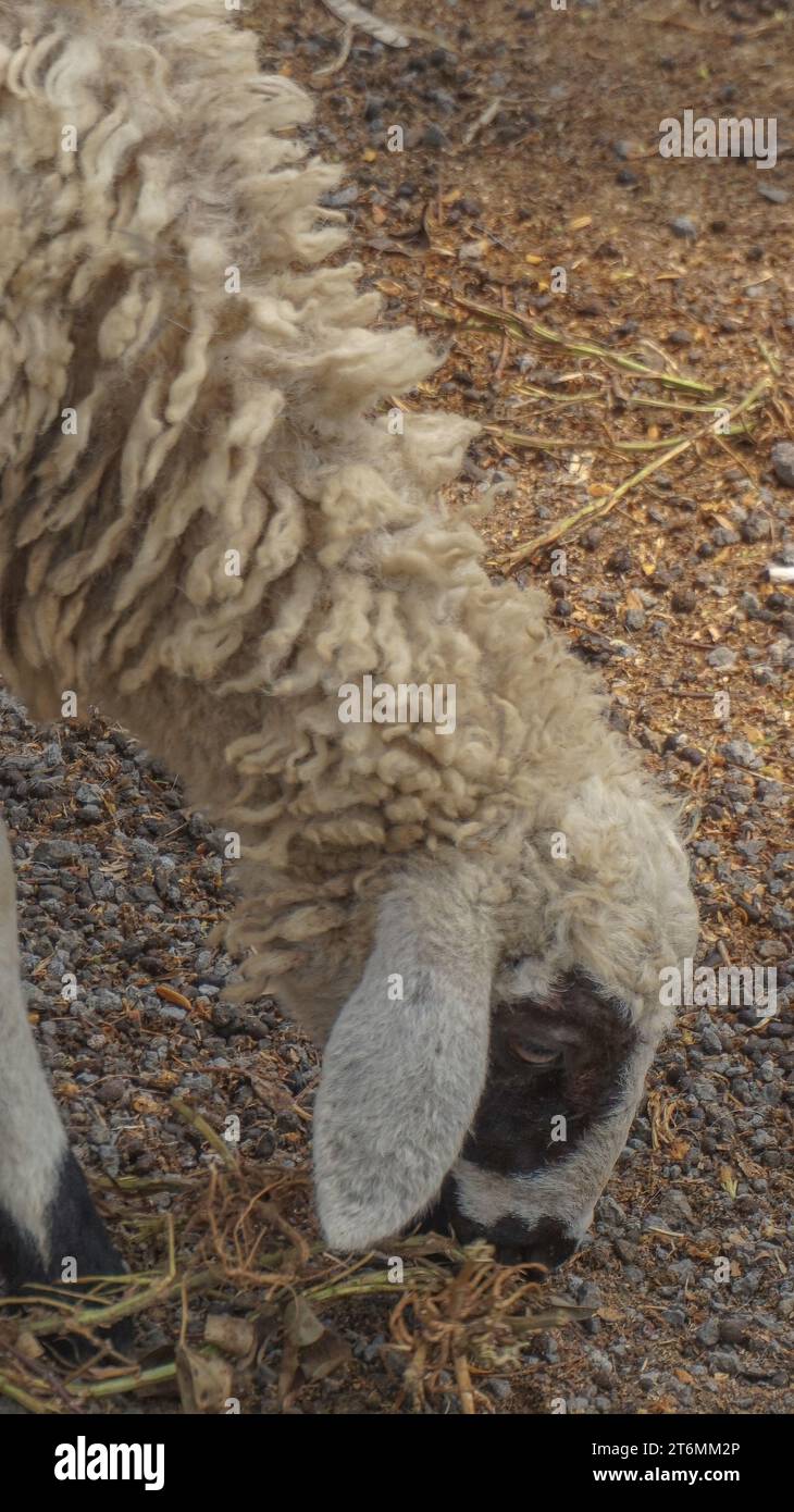 white goat with thick hair Stock Photo - Alamy