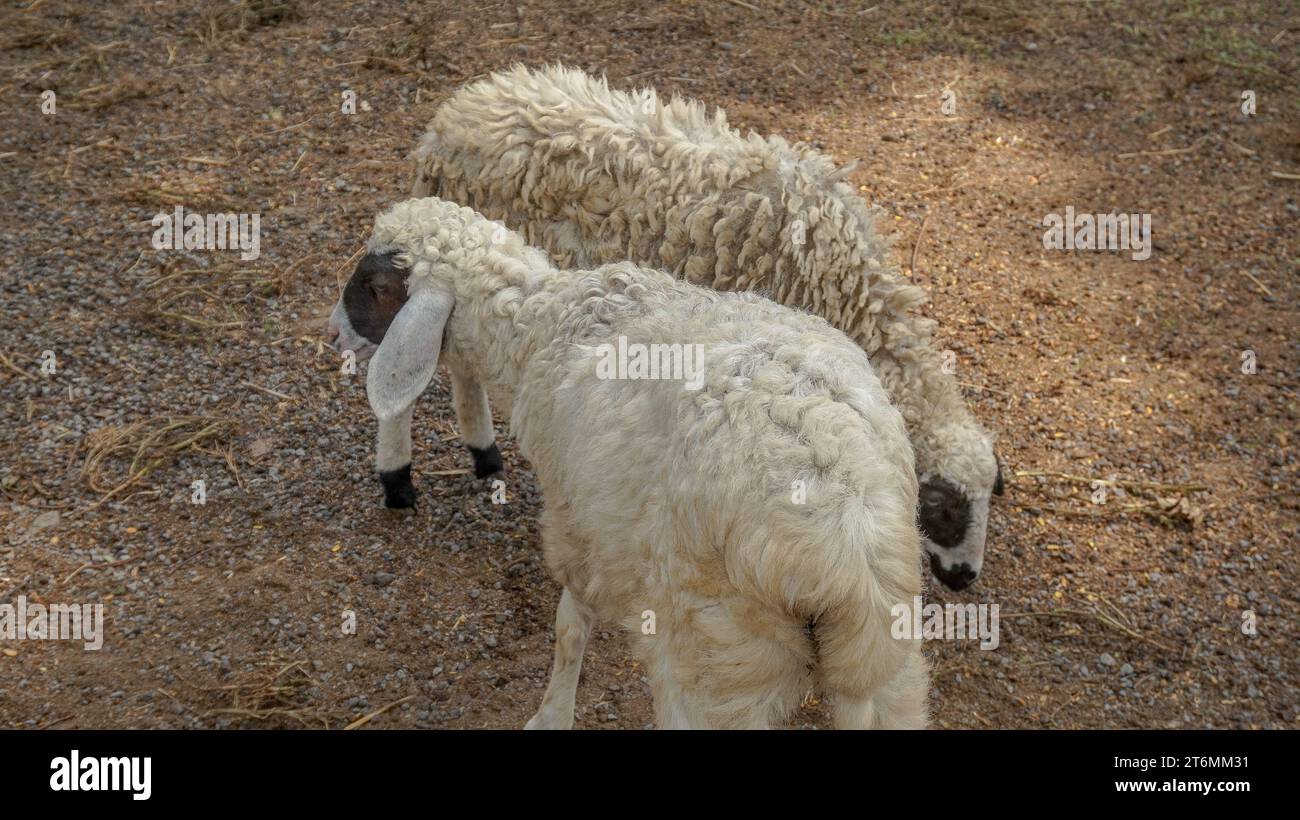 white goat with thick hair Stock Photo - Alamy