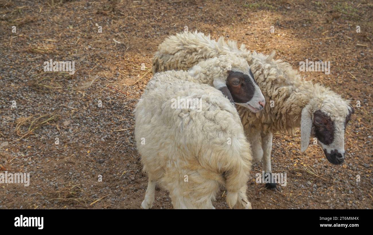 white goat with thick hair Stock Photo - Alamy