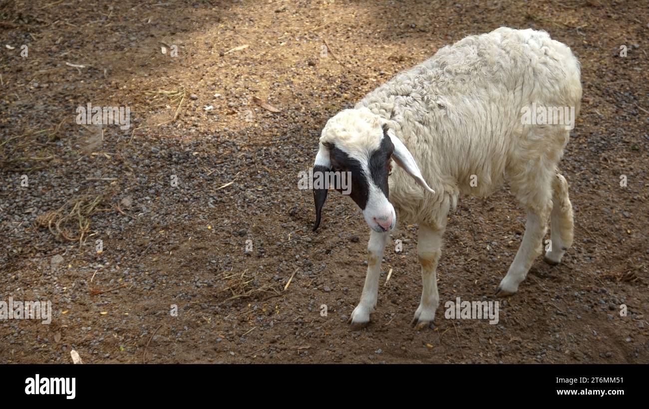 White goat thick hair hi-res stock photography and images - Alamy