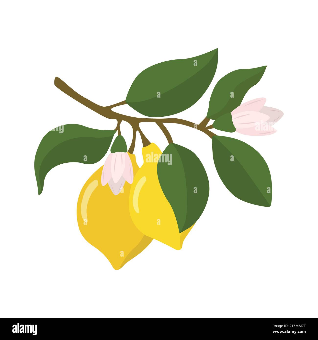 A lemon sprig with lemon fruits in a flat style. Vector illustration ...