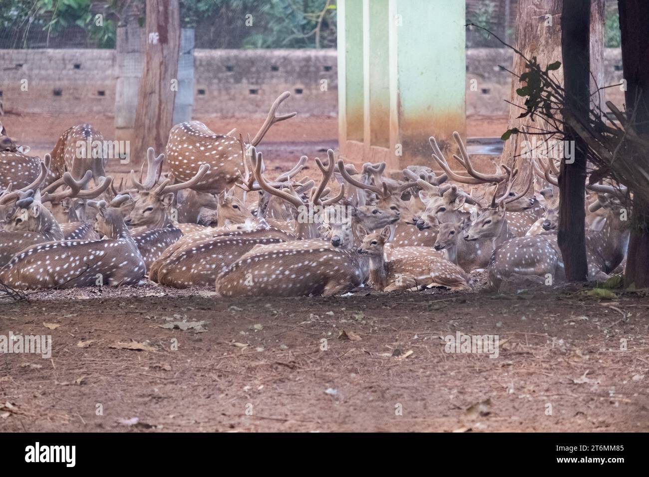 Kuturi Deer Park, Daspalla. The sanctury is home to Spotted deer ...