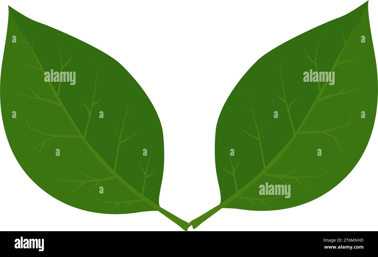 two leaf. vector illustration. on white background Stock Vector Image ...